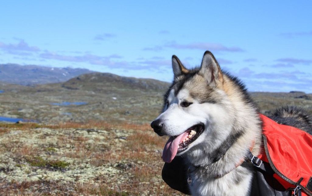 Thank You! - Cedar Mountain Alaskan Malamutes
